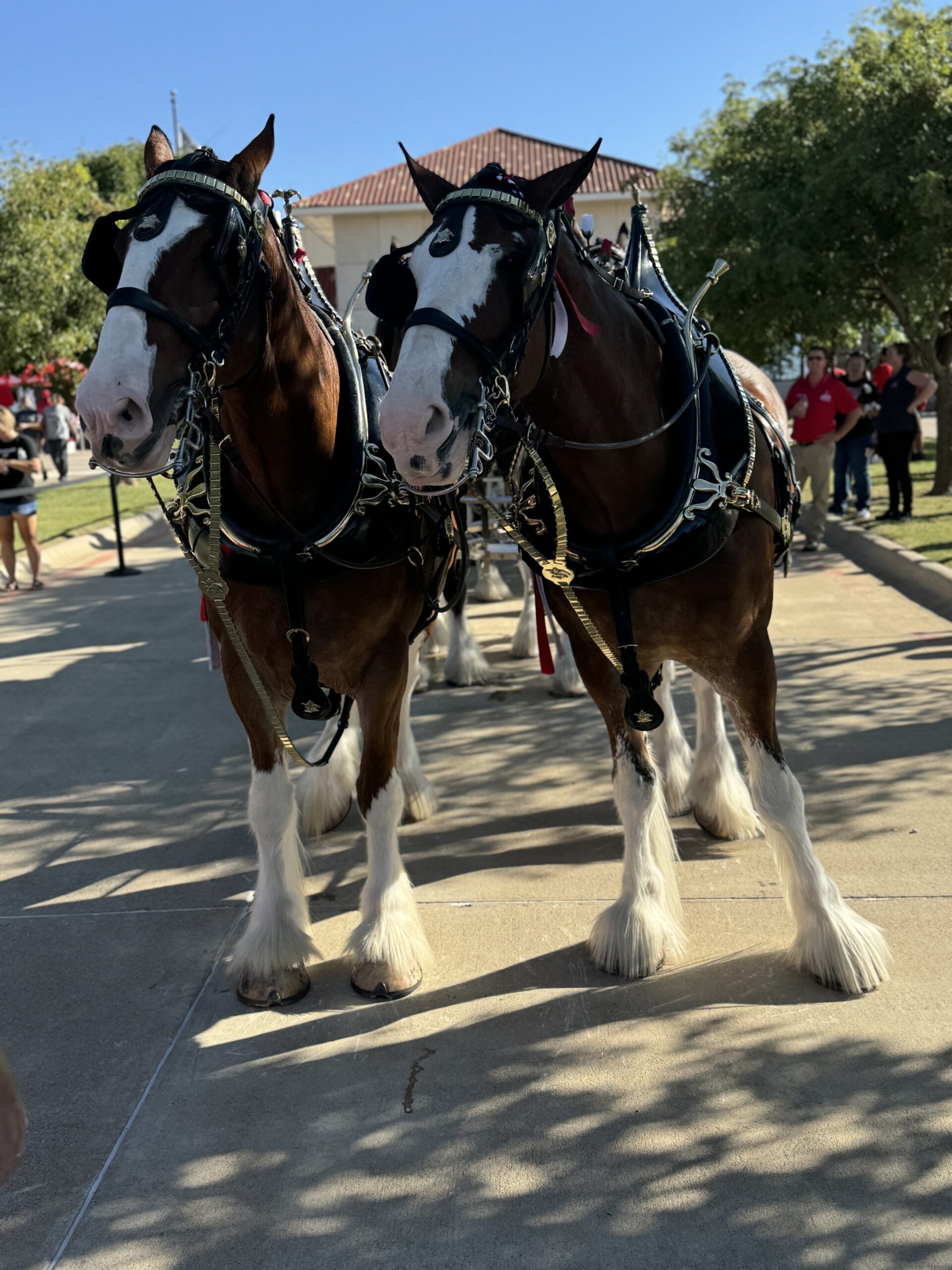 Hooves, Heroes, and Halftime Honors: The Budweiser Clydesdales come to ...